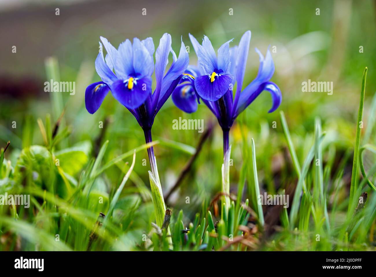 Spring fairy flowers hi-res stock photography and images - Alamy