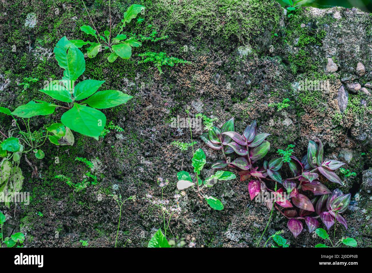The photo shows green plants growing in the jungle. One plant is green ...