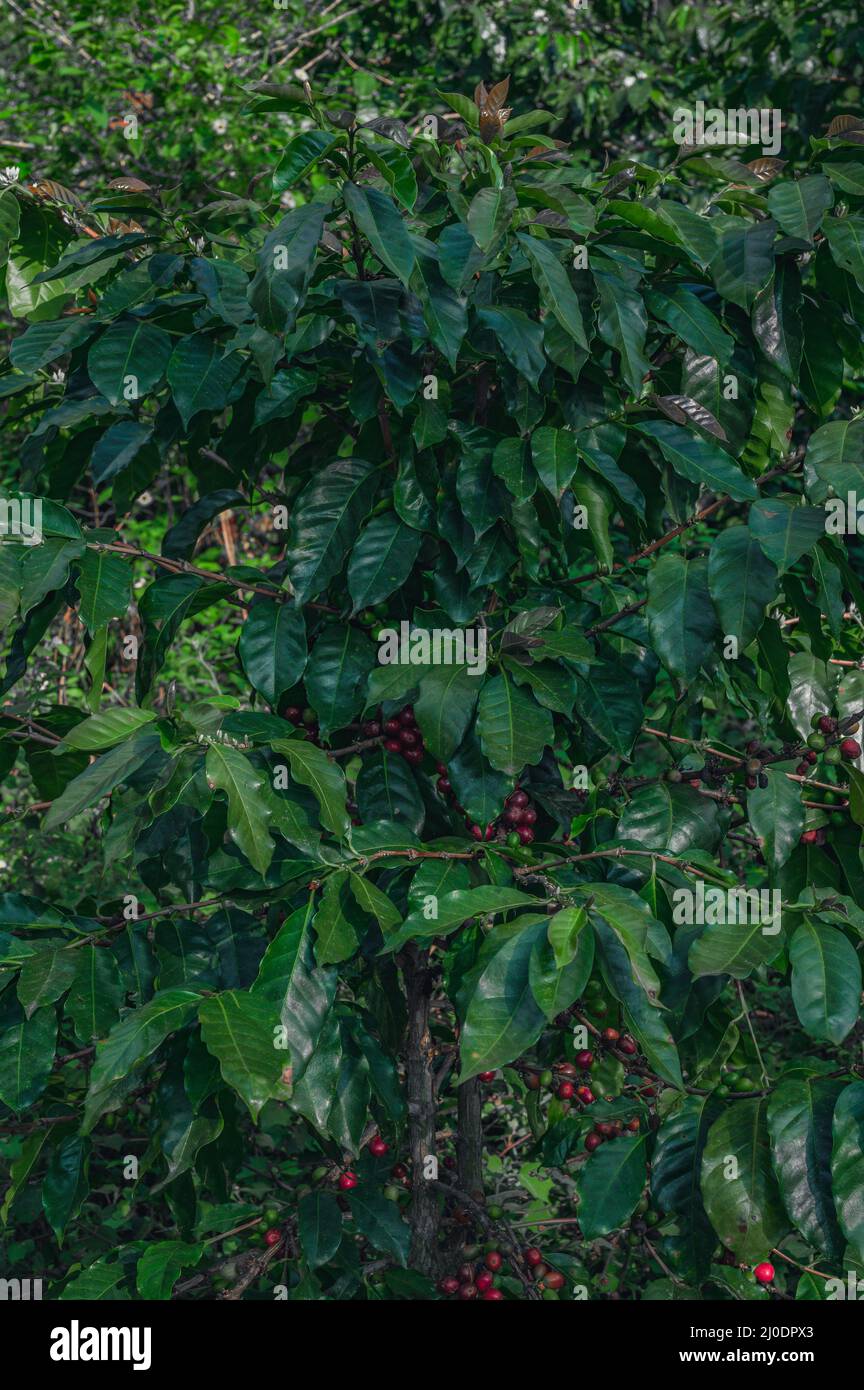 Photo of a coffee bush taken in the wild and on a plantation in the ...