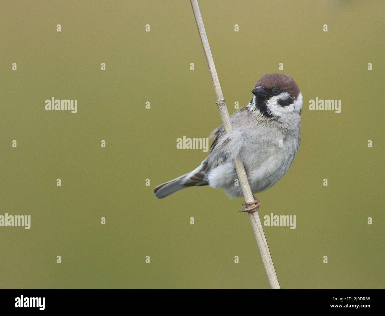 Eurasian Tree Sparrow Stock Photo - Alamy