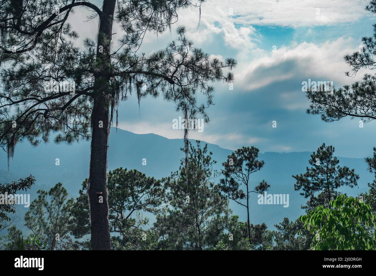 Photo shows a rainforest with various types of trees. The image shows ...