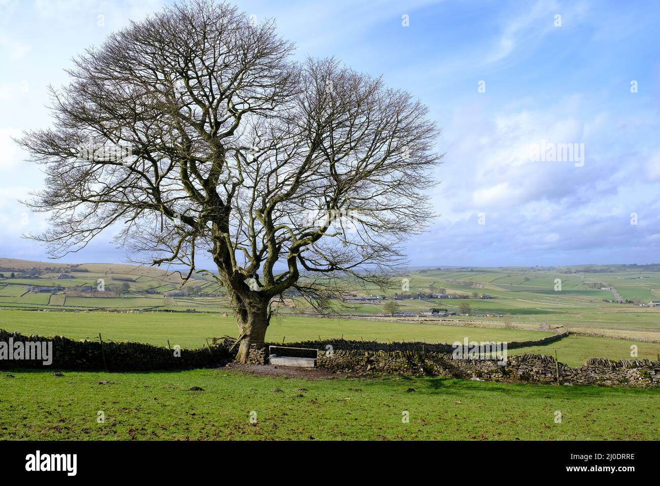 A lone tree stands out in an open Derbyshire landscape, criss-crossed ...