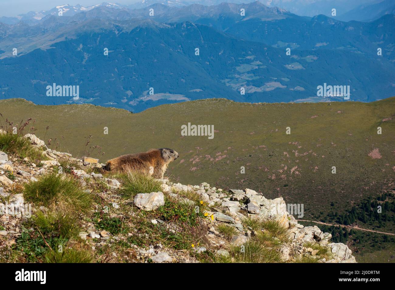 Marmot den hi-res stock photography and images - Alamy