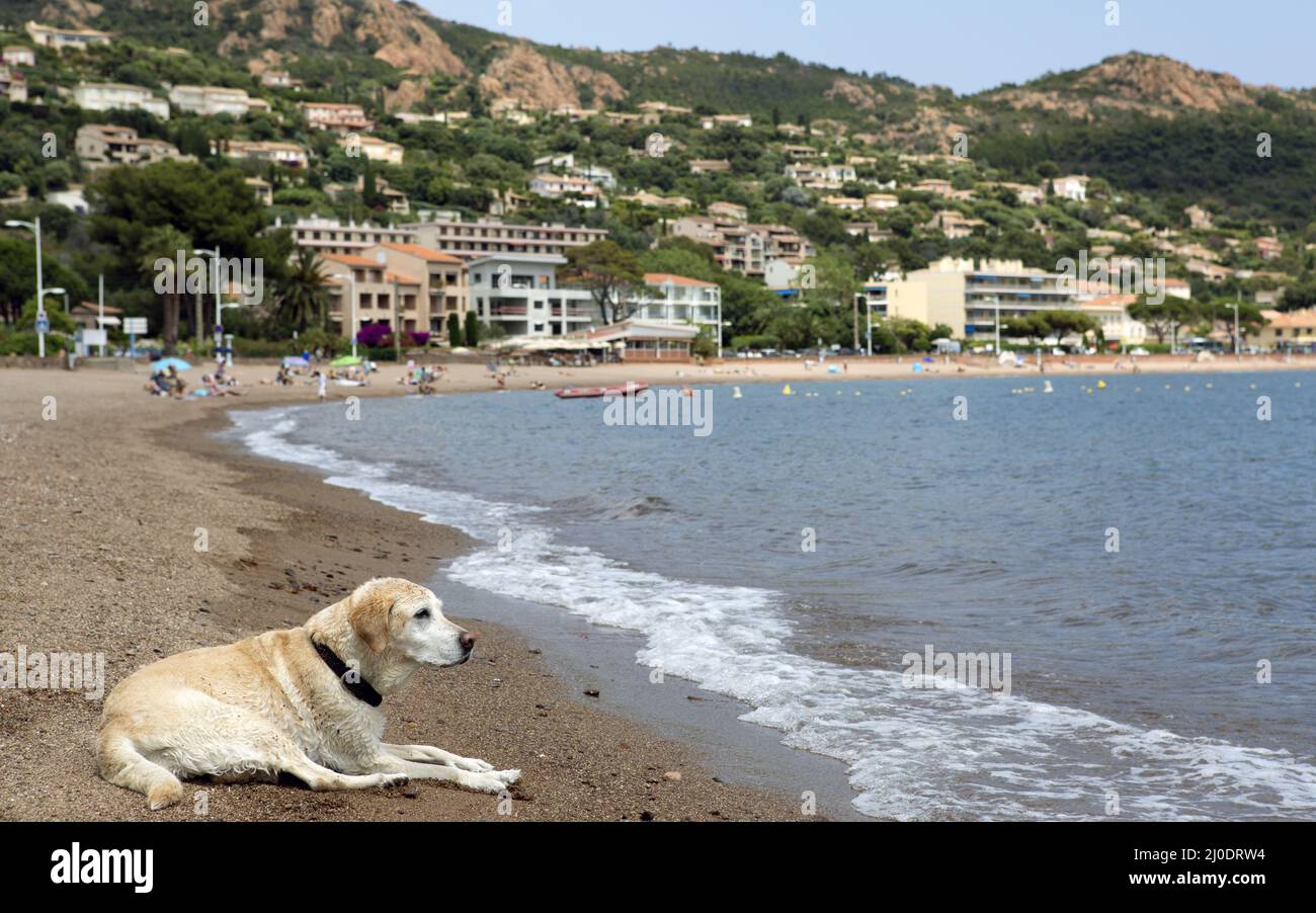 Dog at the beach Stock Photo - Alamy