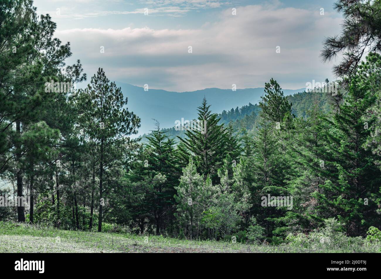 Photo shows a rainforest with various types of trees. The image shows ...