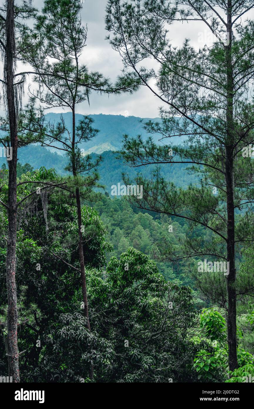 Photo shows a rainforest with various types of trees. The image shows ...