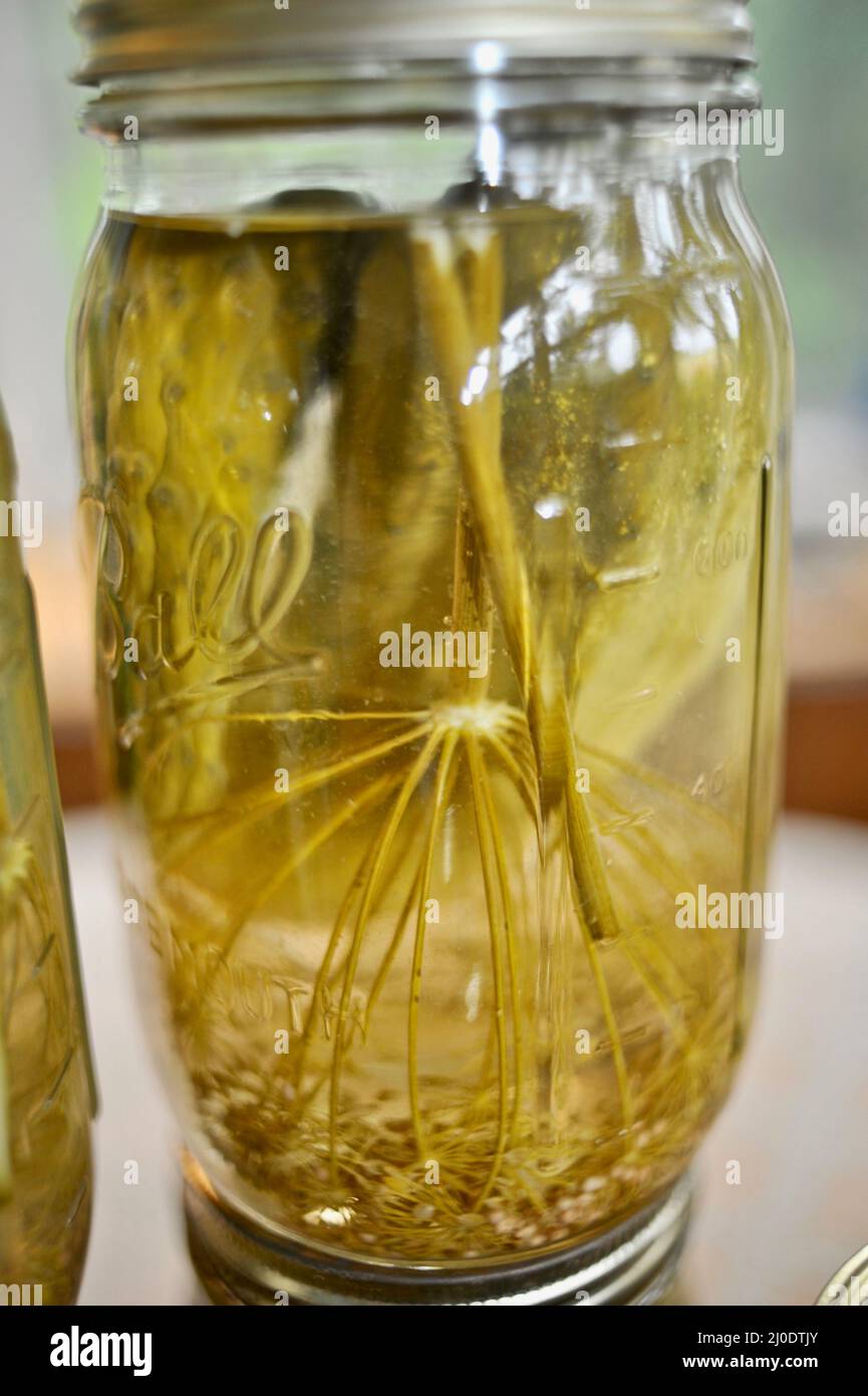 Freshly canned and jarred pickles, with dill and garlic, sitting on ...