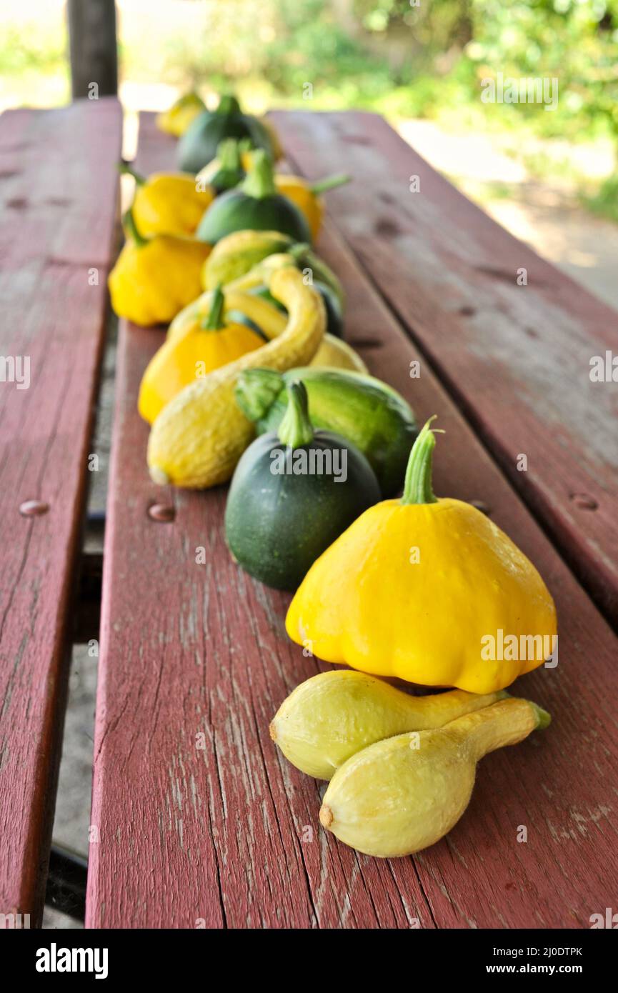 Line up row of freshly harvested, organic summer squash curly neck ...