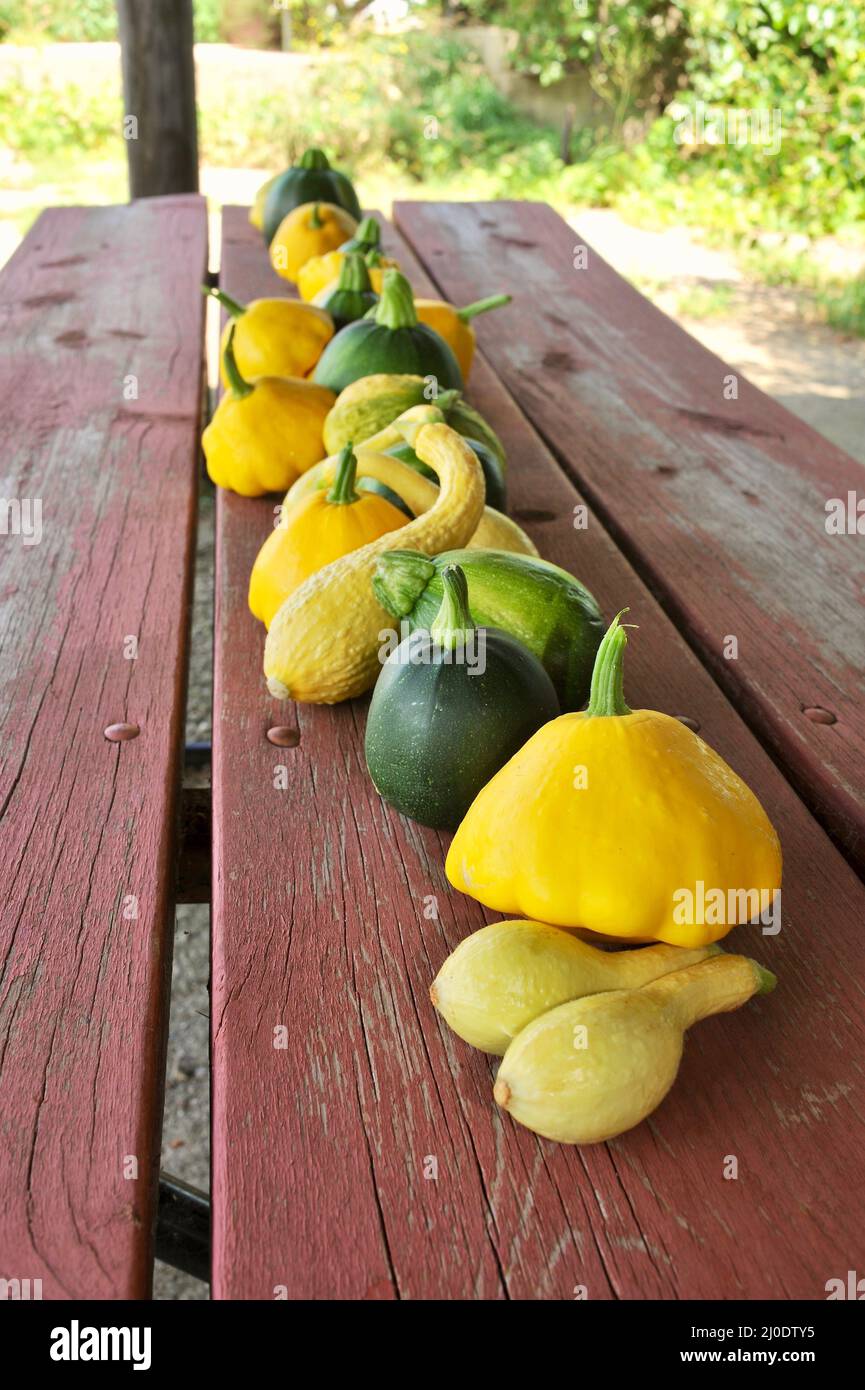 Line up row of freshly harvested, organic summer squash curly neck ...