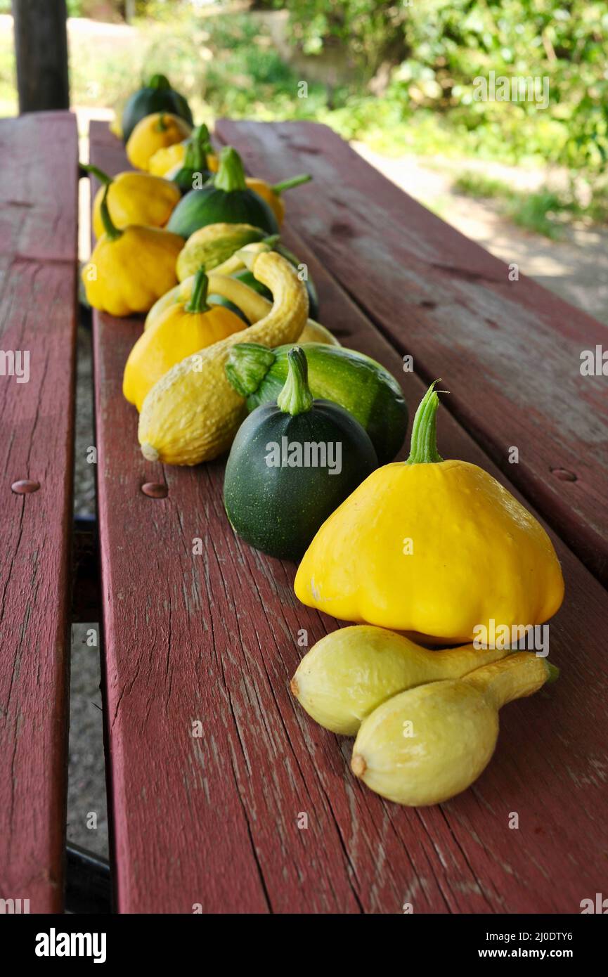 Line up row of freshly harvested, organic summer squash curly neck ...