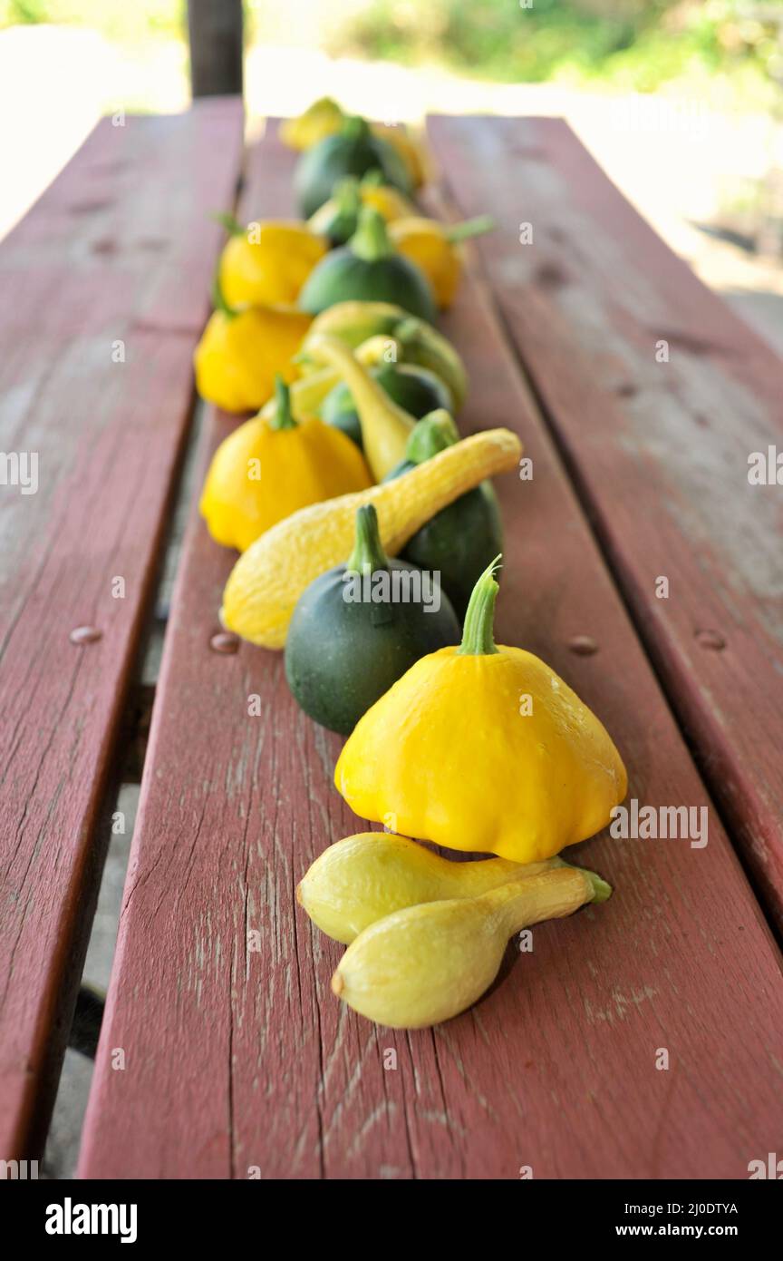 Line up row of freshly harvested, organic summer squash curly neck ...