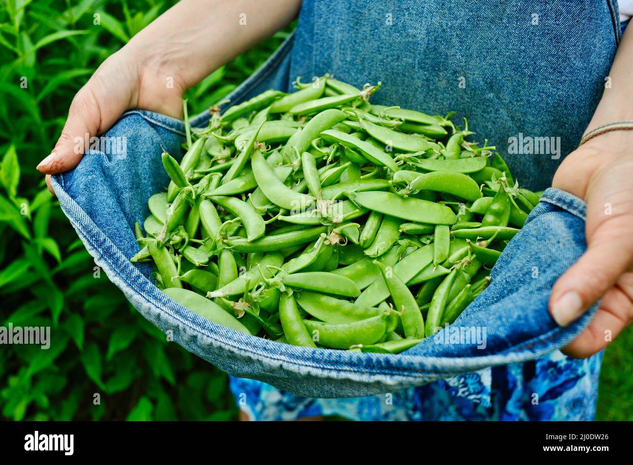 Sugar ann snap peas hi-res stock photography and images - Alamy