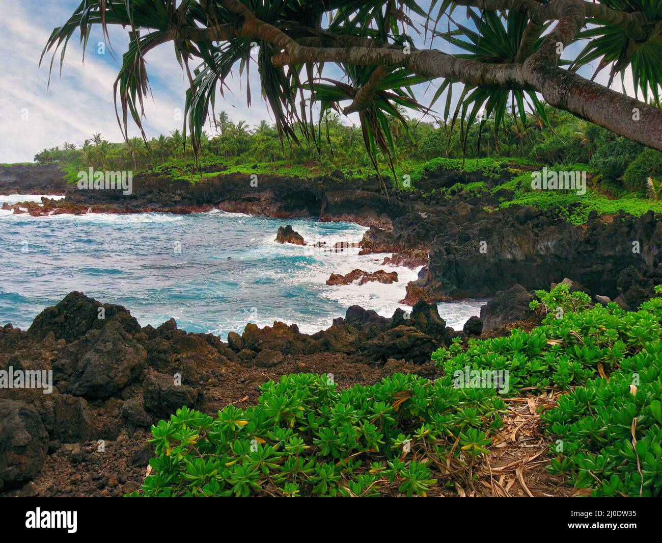 Naupaka Plants Grow Along Black Basaltic Basalt Lava at Waianapanapa ...