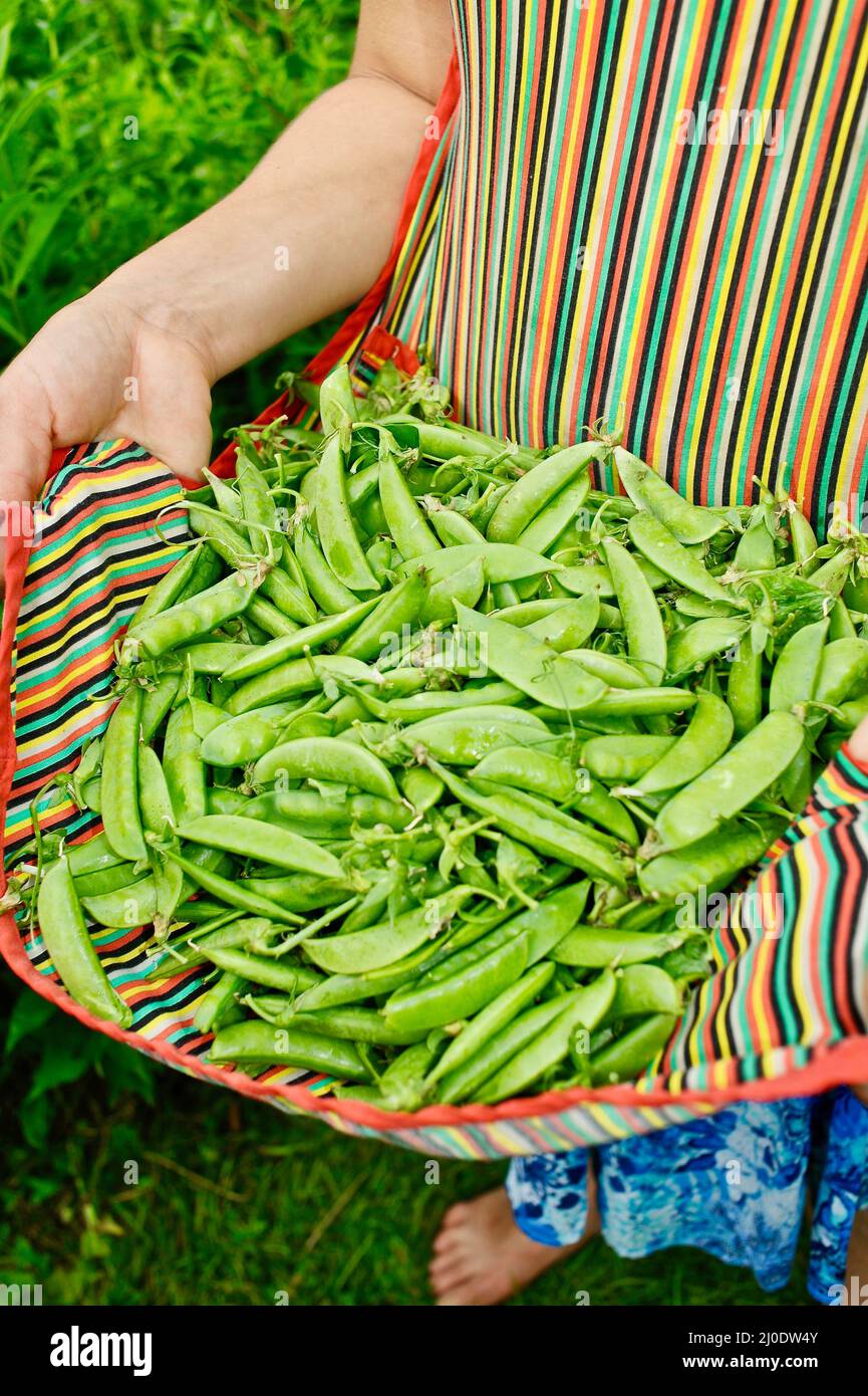 Sugar ann pea hi-res stock photography and images - Alamy