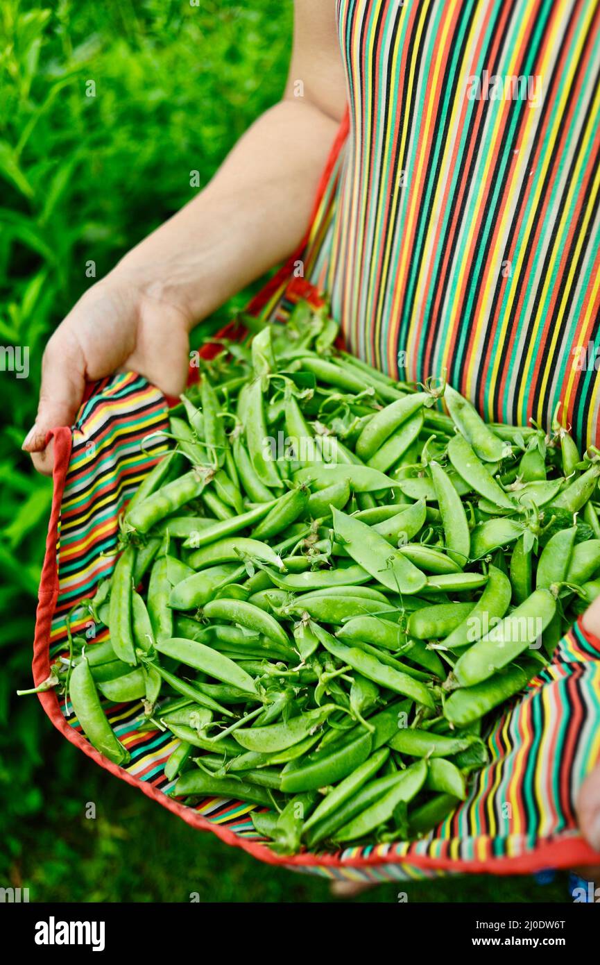 Sugar ann pea hi-res stock photography and images - Alamy