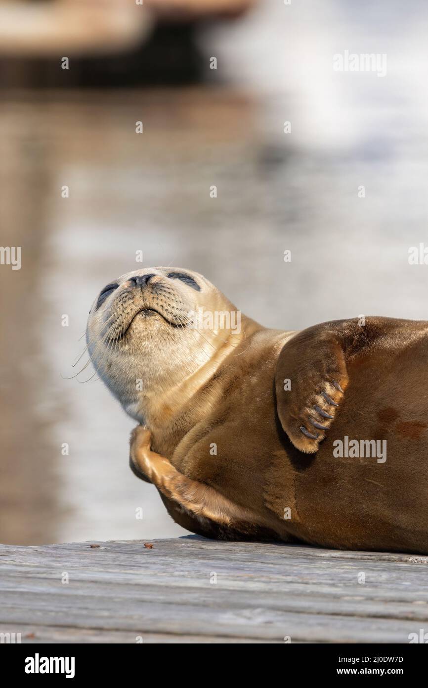 small young seal sitting on dock scratching face Stock Photo - Alamy