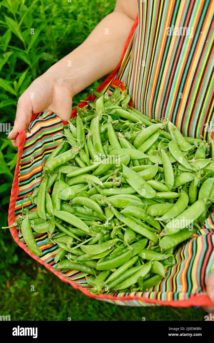 Sugar ann snap peas hi-res stock photography and images - Alamy