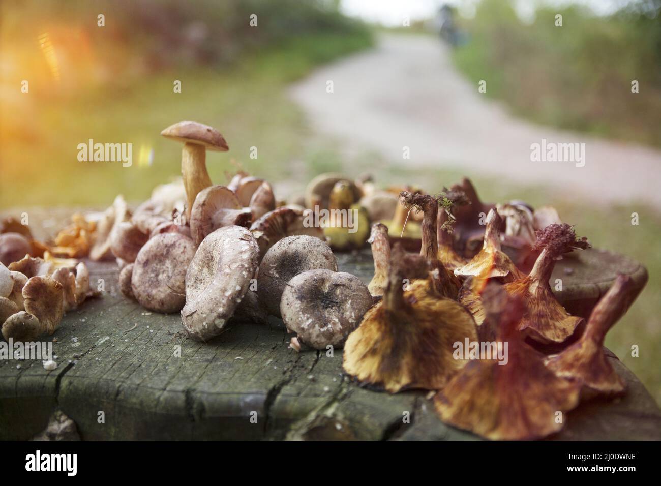 Bay mushrooms hi-res stock photography and images - Alamy