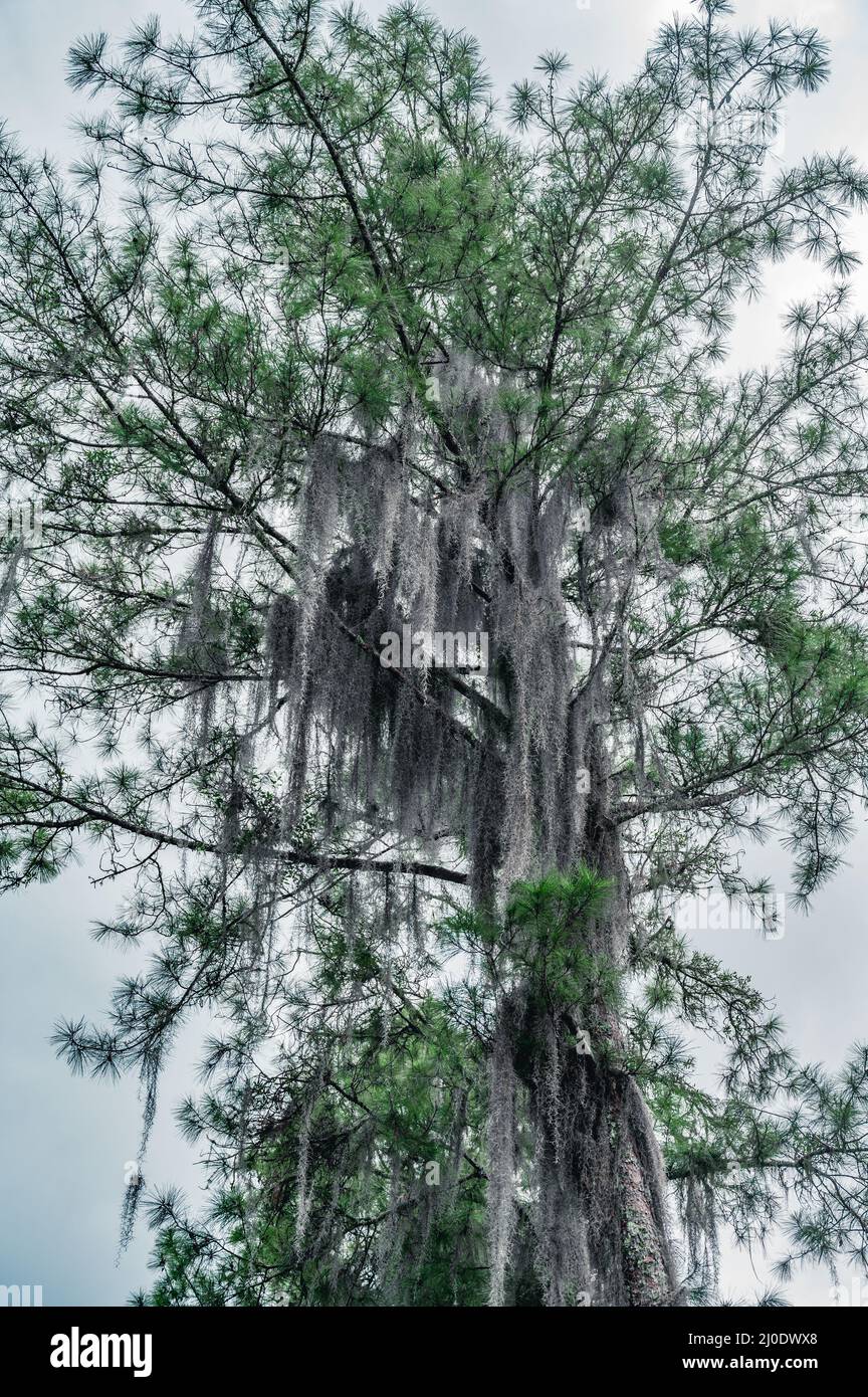 Photo shows a rainforest with various types of trees. The image shows ...