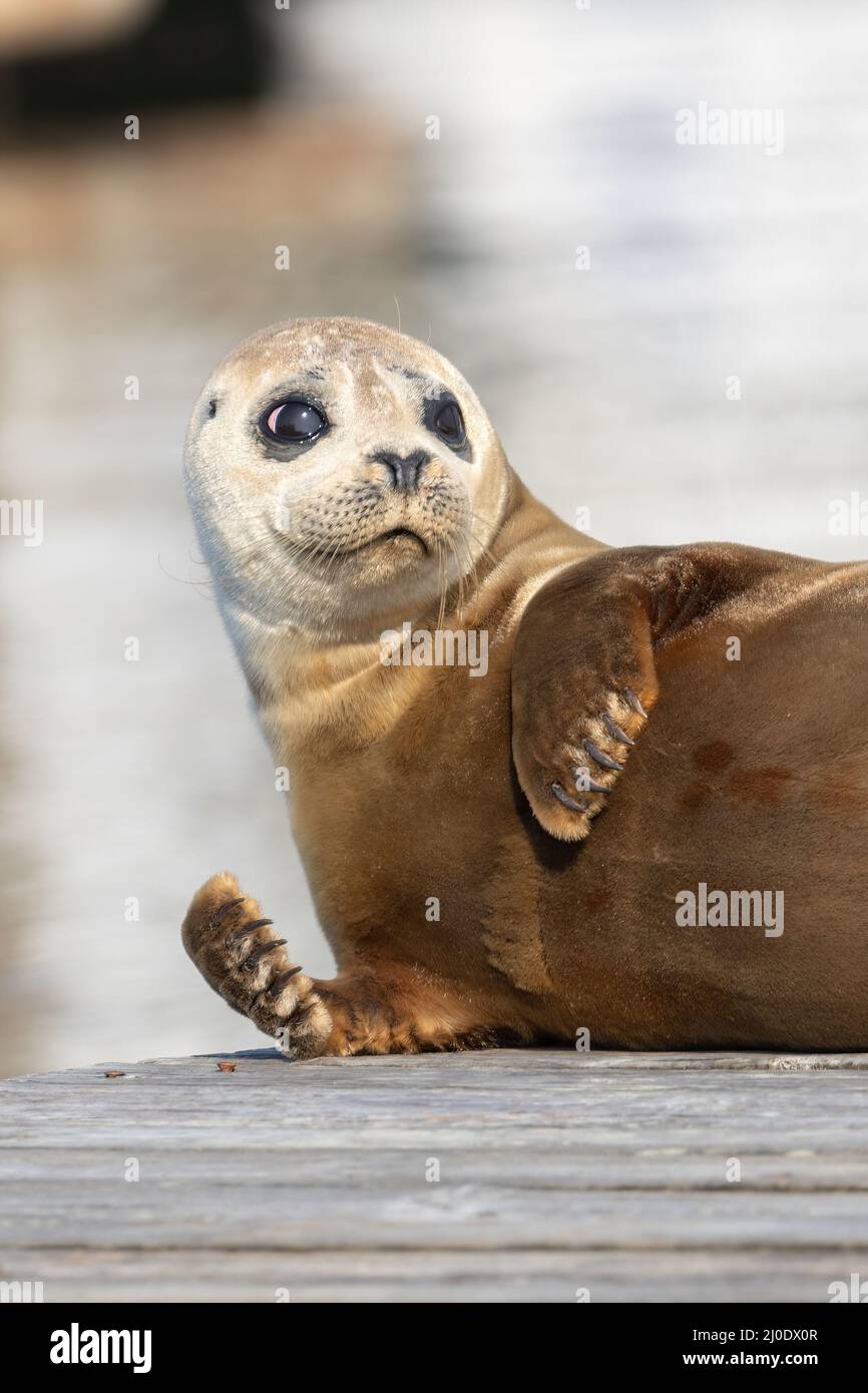 small young seal sitting on dock in summer Stock Photo - Alamy