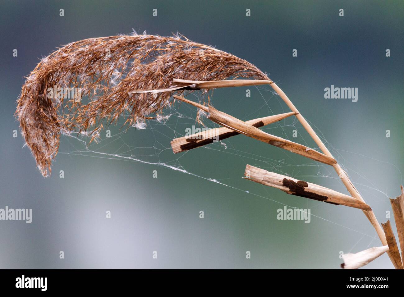 Spider web on a plant Stock Photo - Alamy