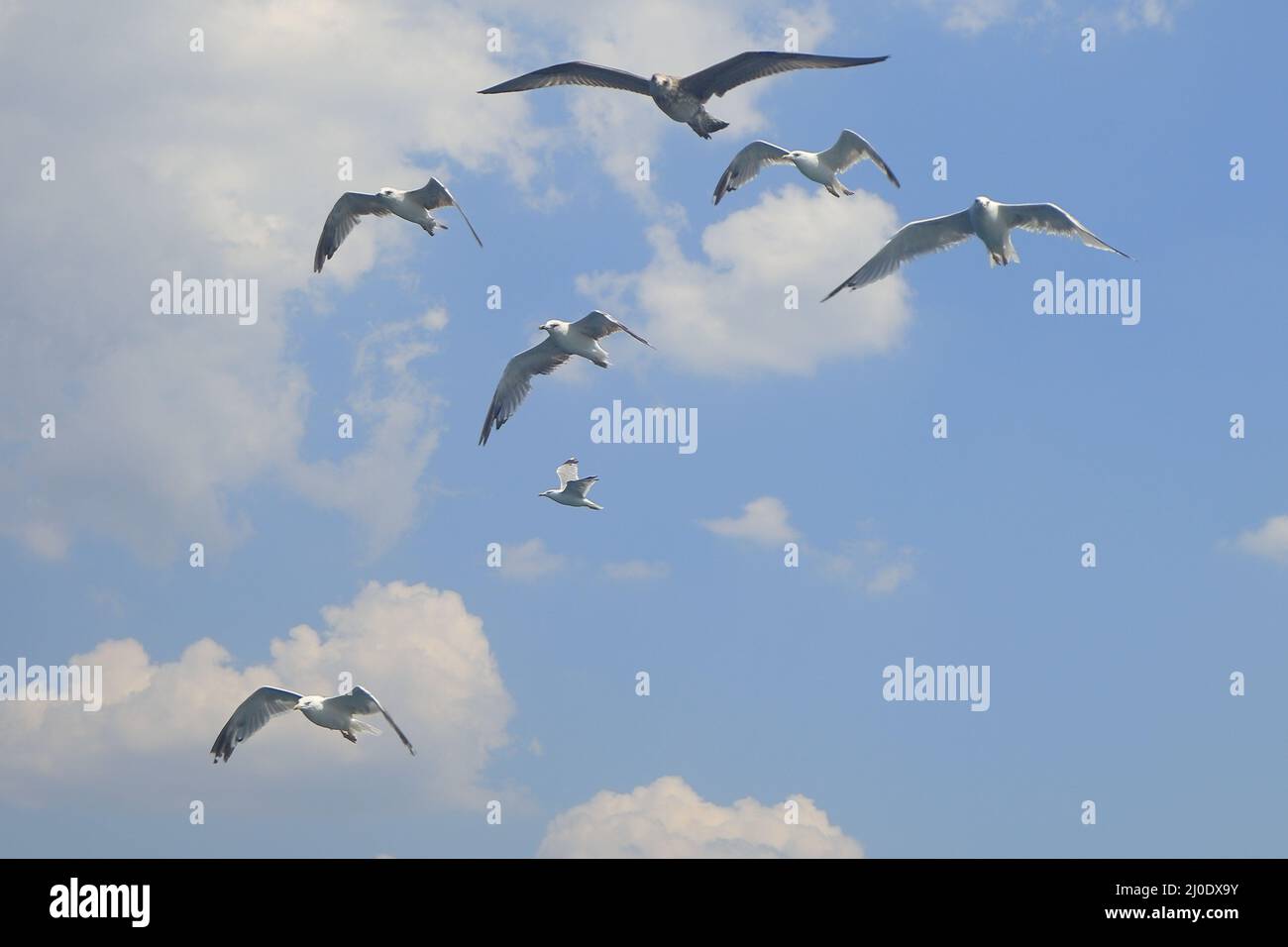 Flying many hi-res stock photography and images - Alamy