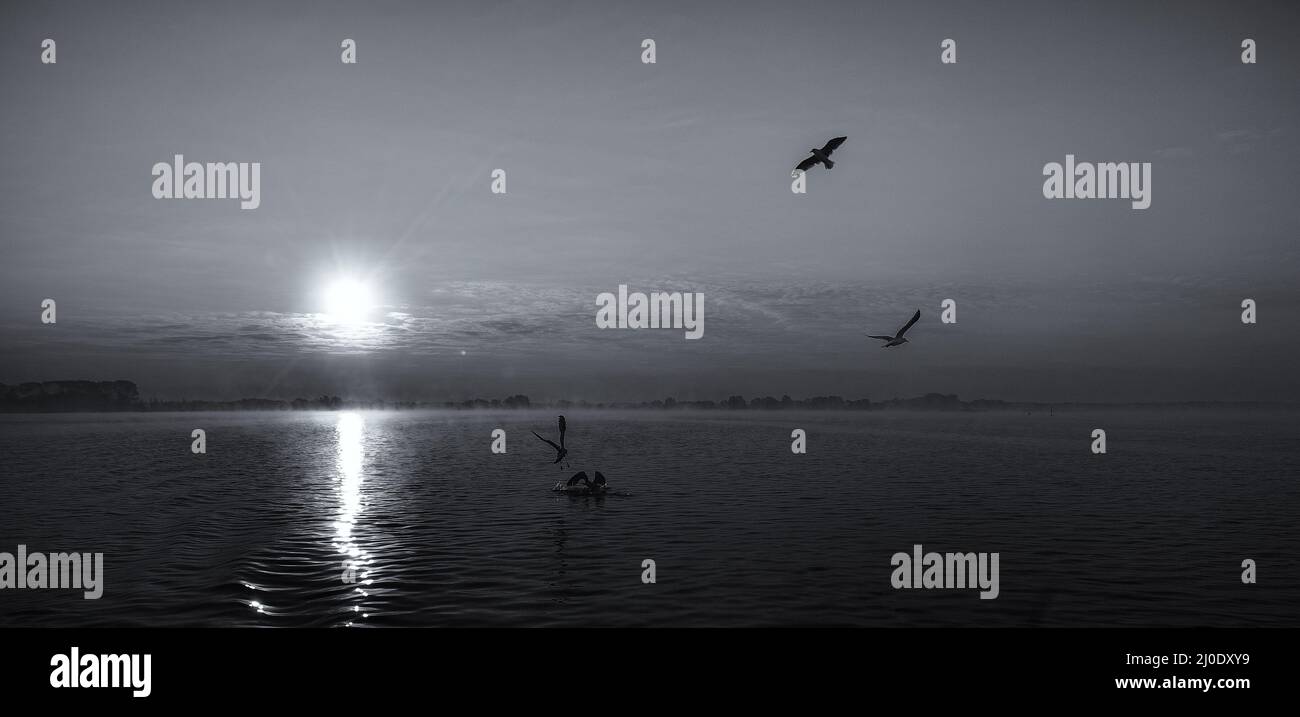 Seagull in sunset hi-res stock photography and images - Alamy