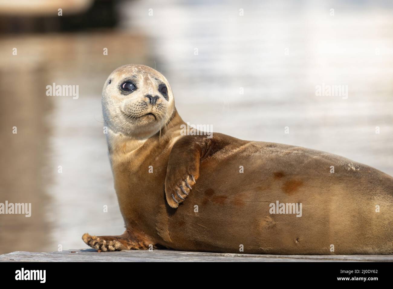small young seal sitting on dock in summer Stock Photo - Alamy