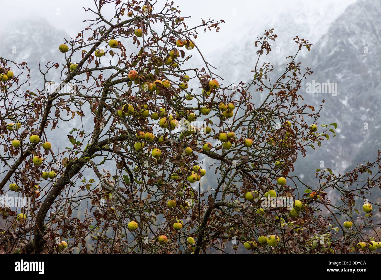 Apple tree in the autumn Stock Photo - Alamy