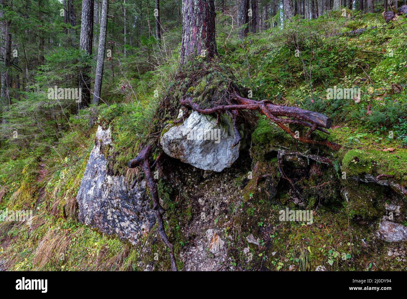 Stump rock hi-res stock photography and images - Alamy