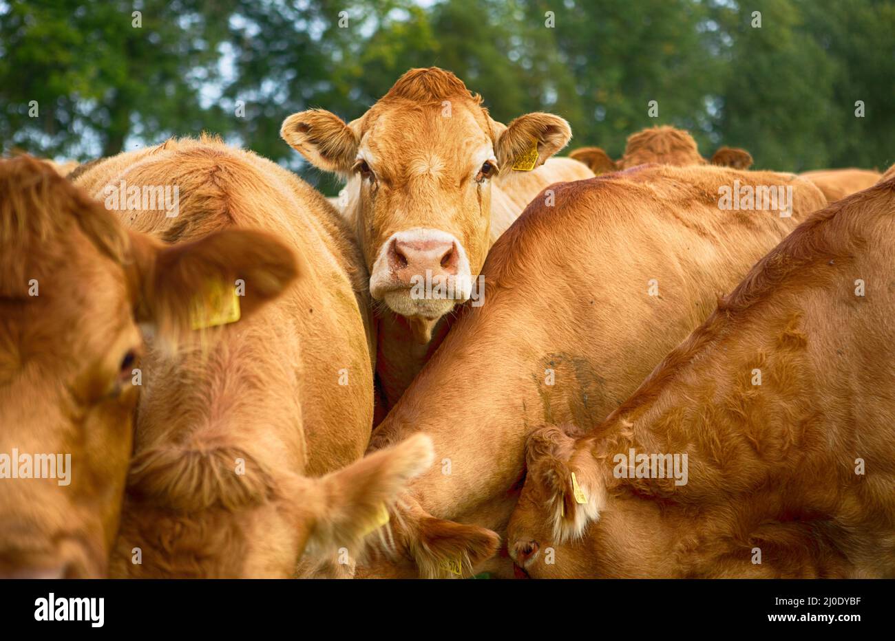 Cow tree hi-res stock photography and images - Alamy