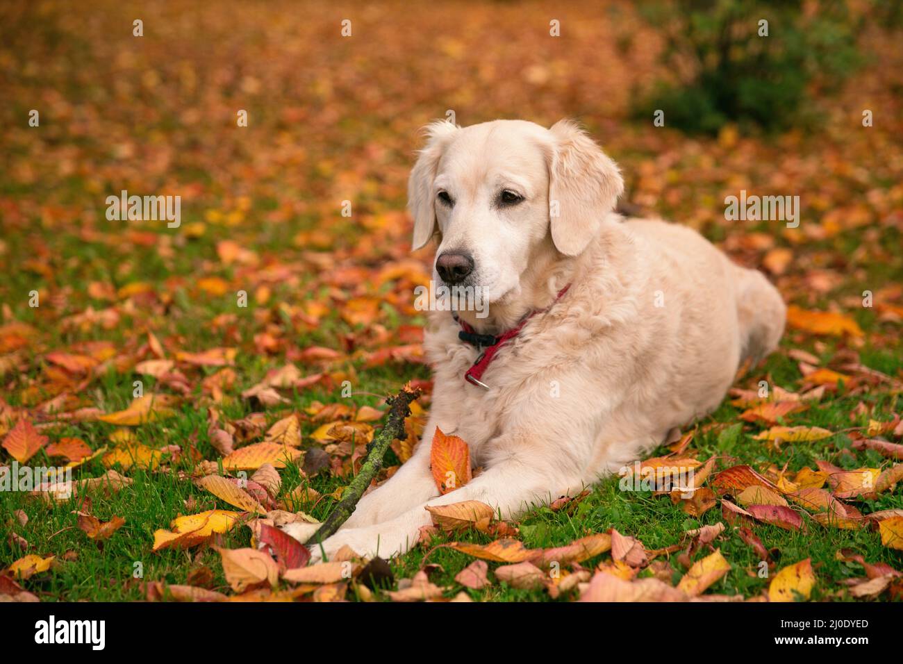 Dog beauty hi-res stock photography and images - Alamy