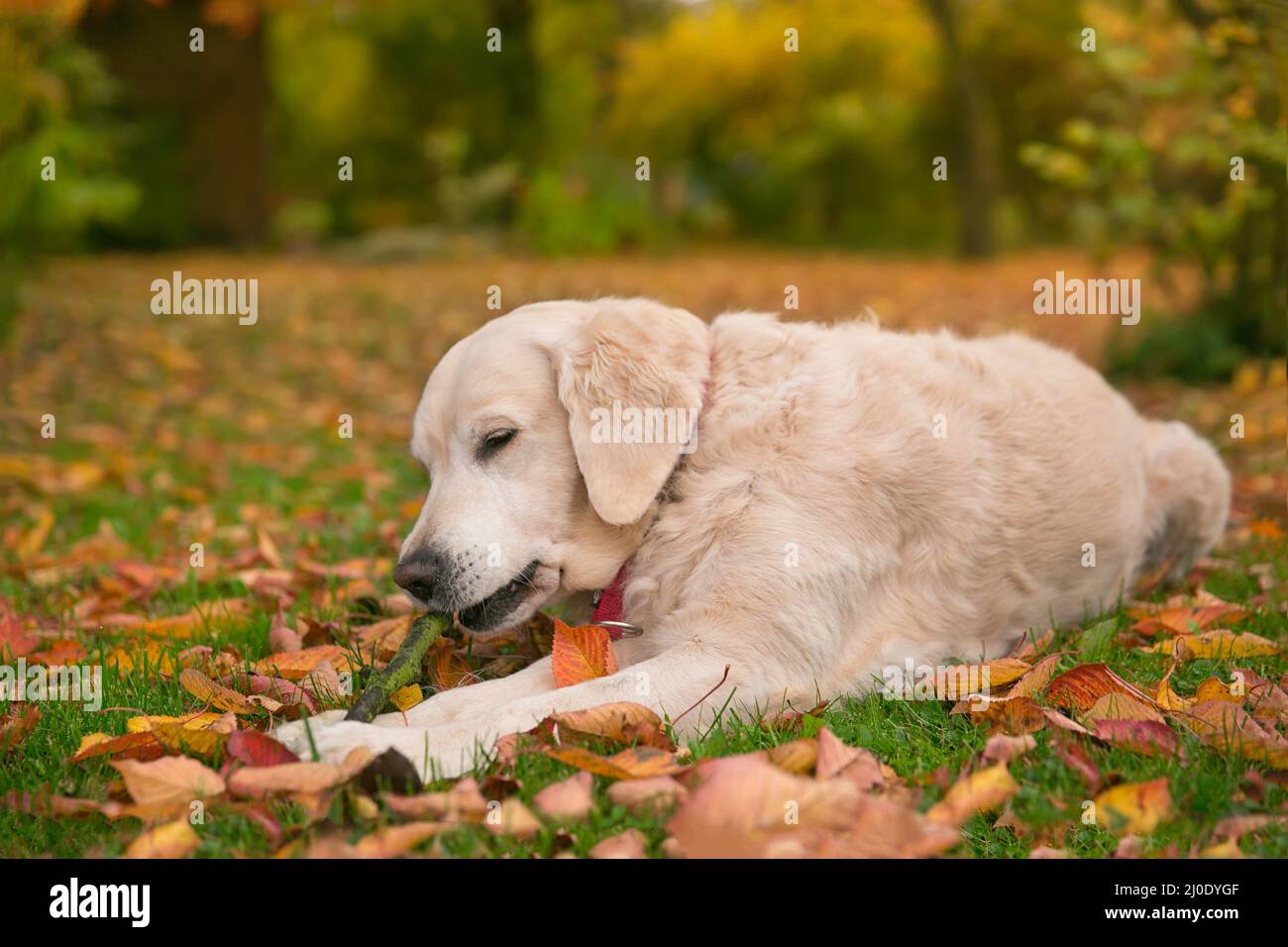 Dog beauty hi-res stock photography and images - Alamy