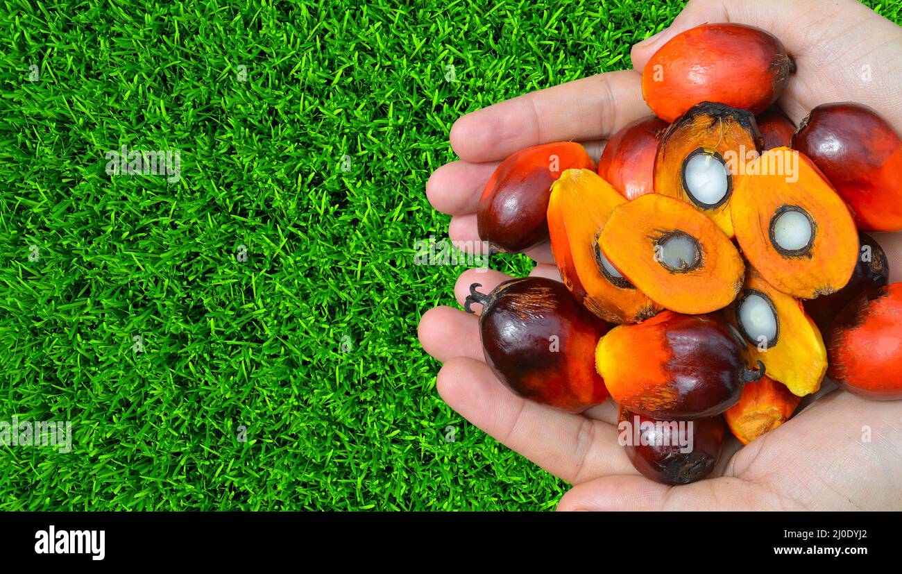 Palm oil seeds hi-res stock photography and images - Alamy