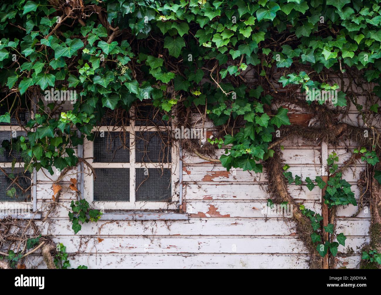 Ivy wood wall hi-res stock photography and images - Alamy