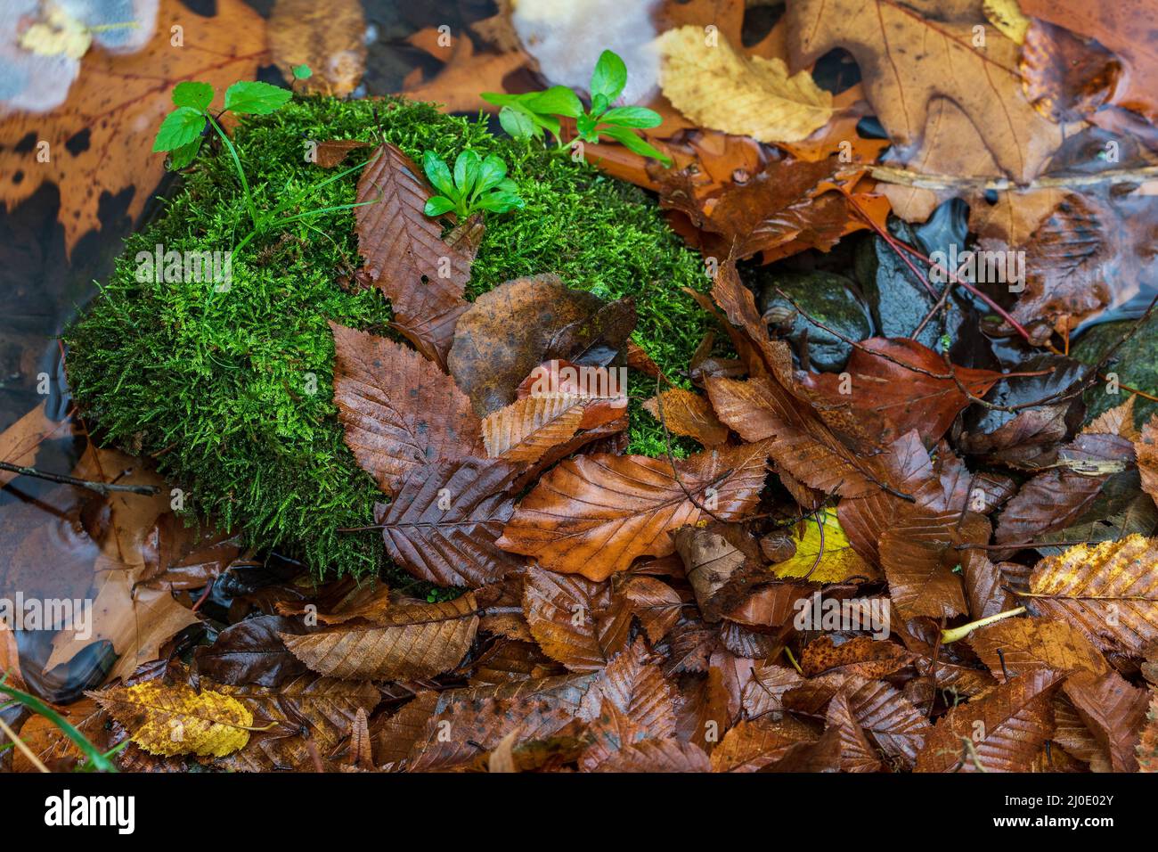 Autumn leaves on the ground Stock Photo - Alamy