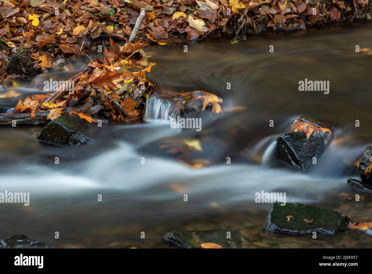 River woods hi-res stock photography and images - Alamy