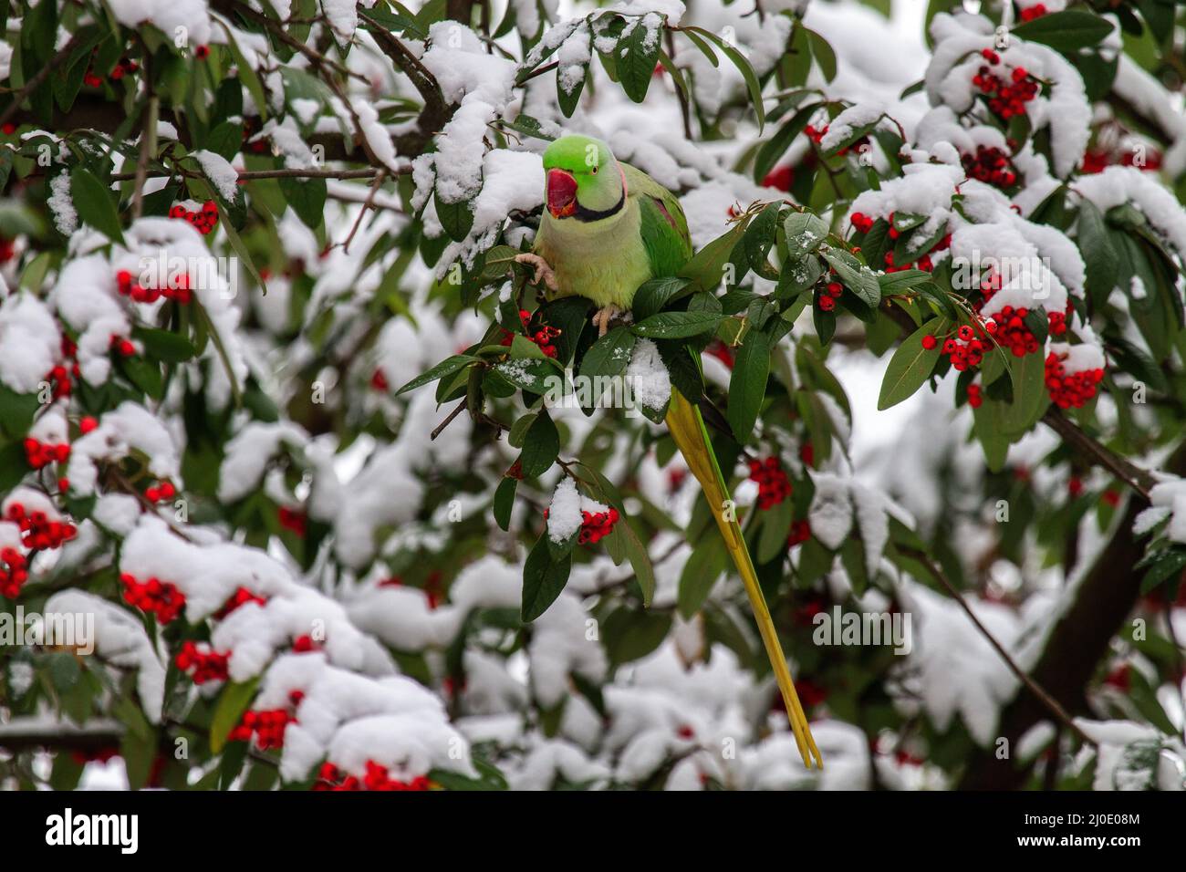 Rose ringed parakeet feather hi-res stock photography and images - Alamy