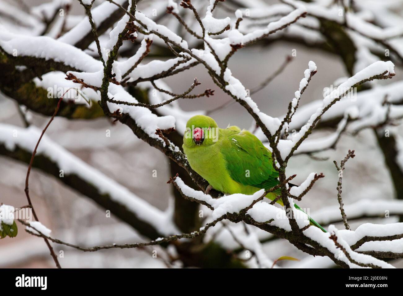 Parrot in snow hi-res stock photography and images - Alamy