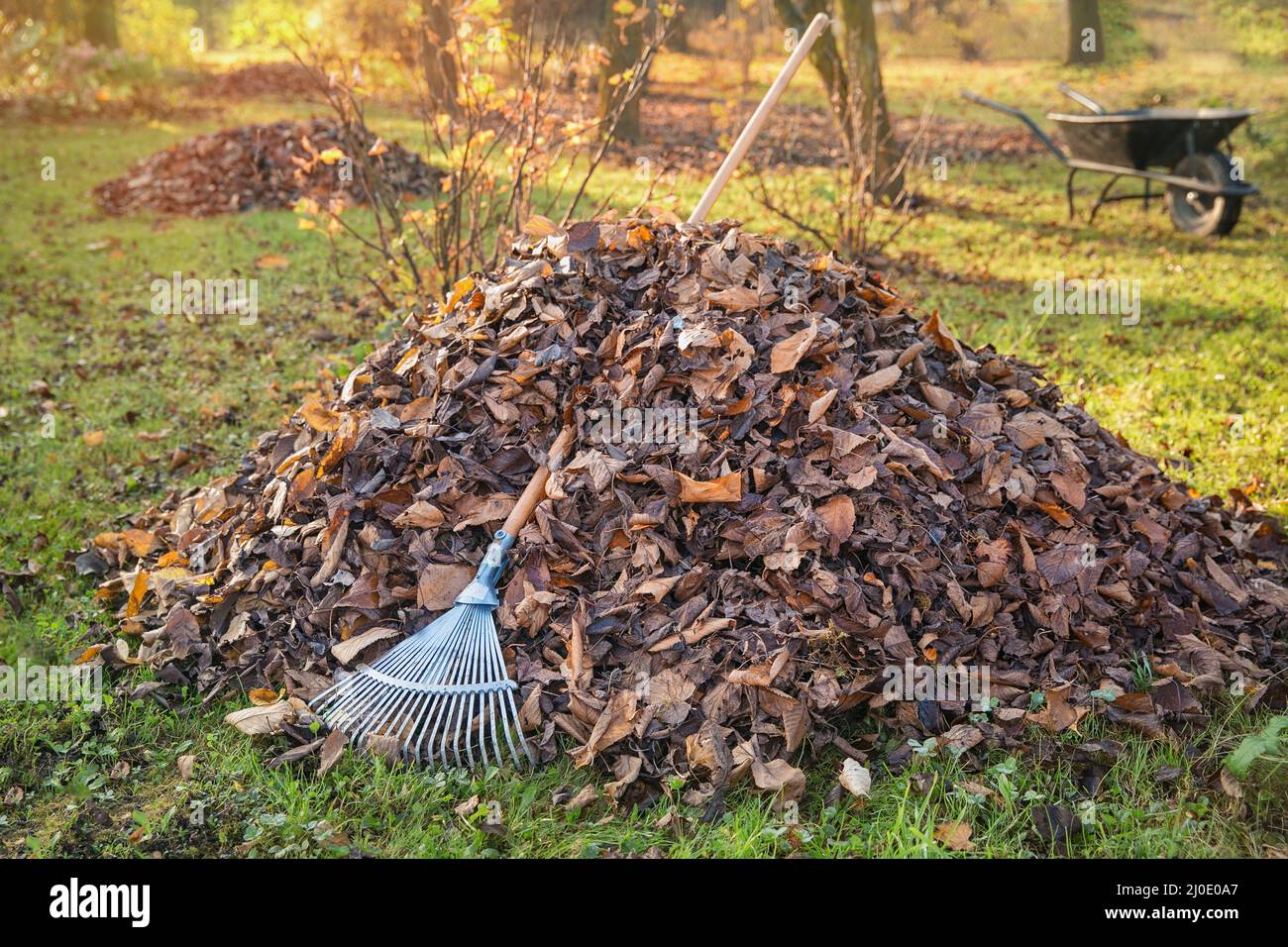 Pile of fall leaves with fan rake on lawn Stock Photo - Alamy