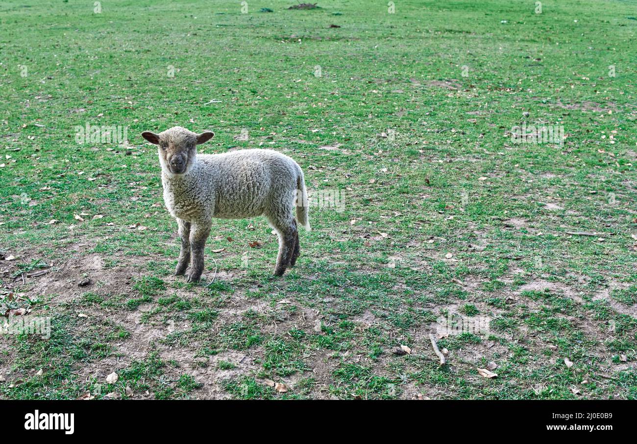 Cute lamb hi-res stock photography and images - Alamy