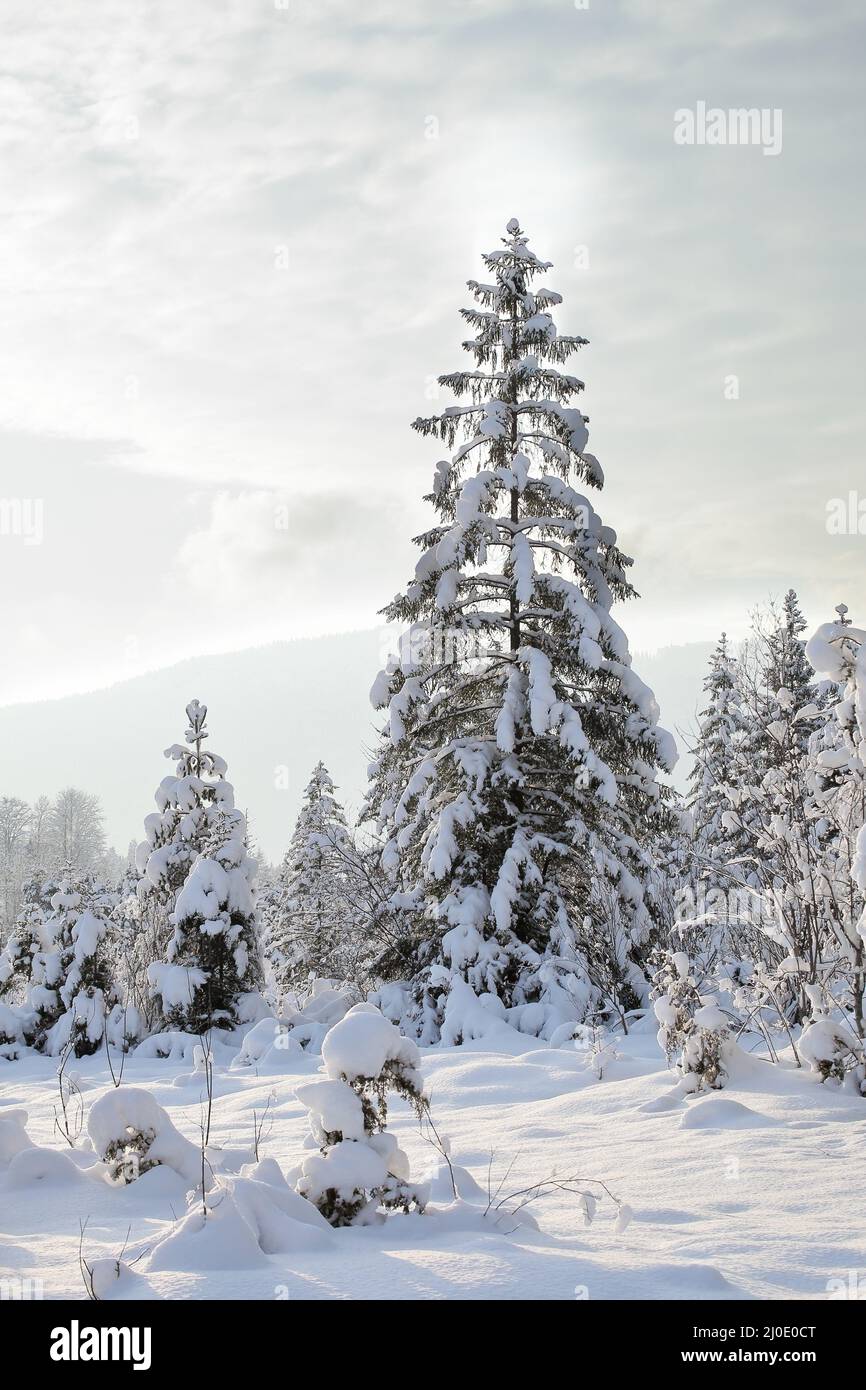 Christmas snowscape hi-res stock photography and images - Alamy