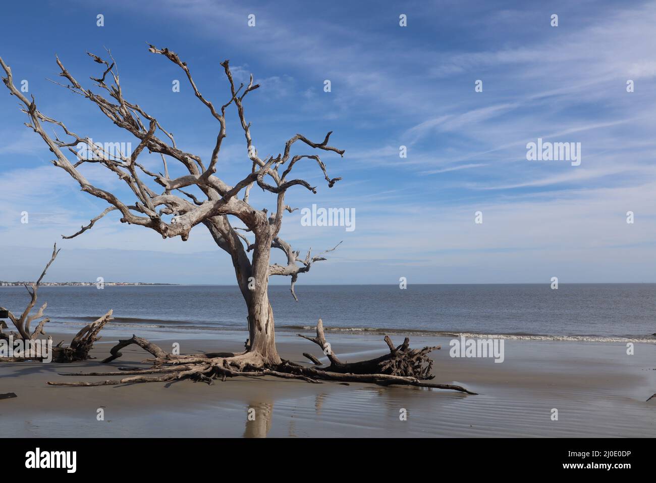 Isolated dead tree in a beach landscape on Jekyll Island, Georgia Stock ...