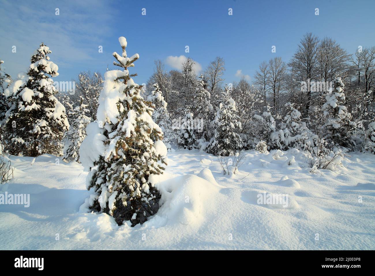 Trees in snow Stock Photo - Alamy