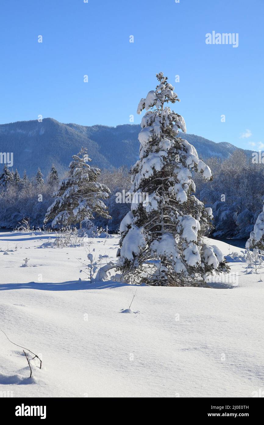 One christmas tree in landscape Stock Photo - Alamy