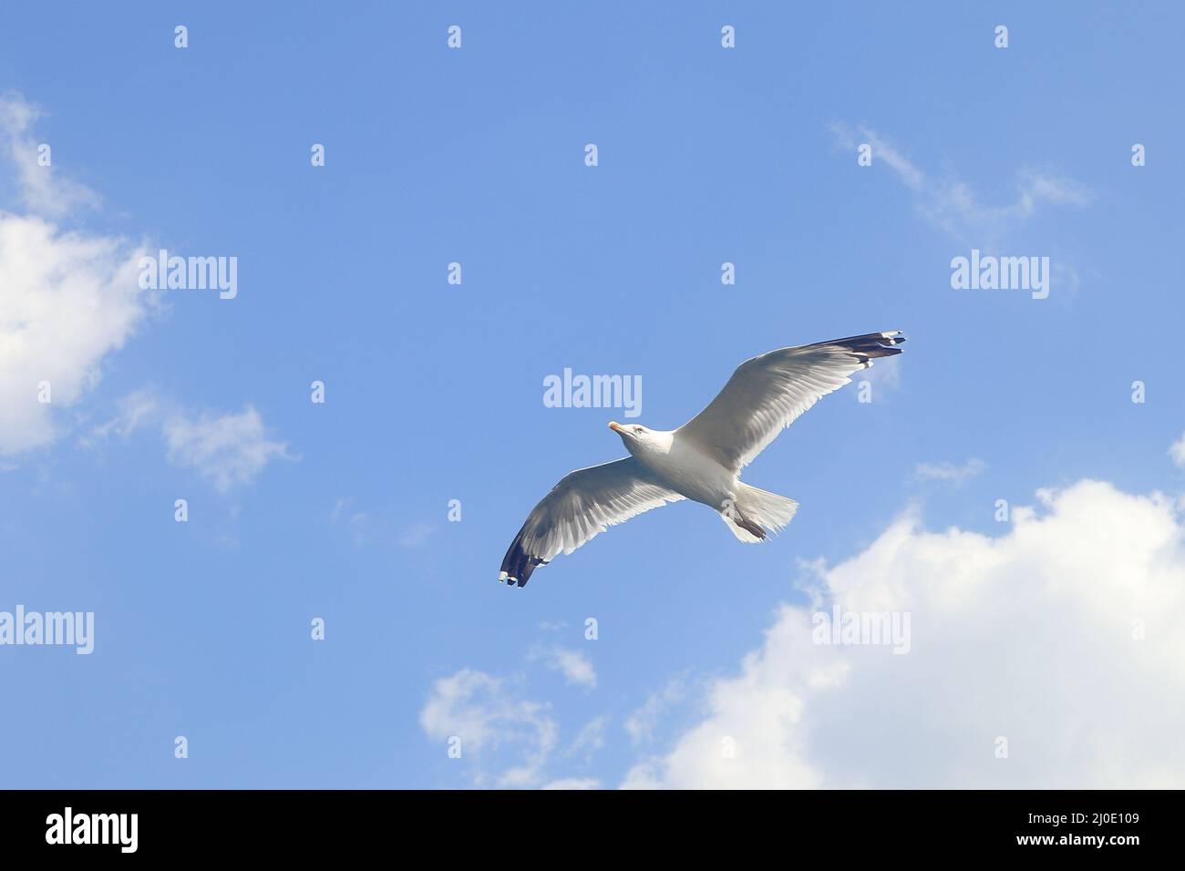 Flying sea-gull on sky Stock Photo - Alamy