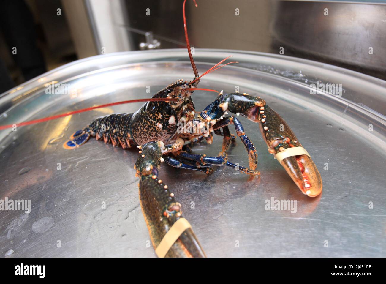 The lobster before preparation on salver in restaurant Stock Photo - Alamy