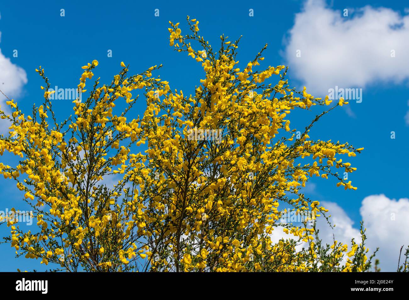 Flowering broom hi-res stock photography and images - Alamy