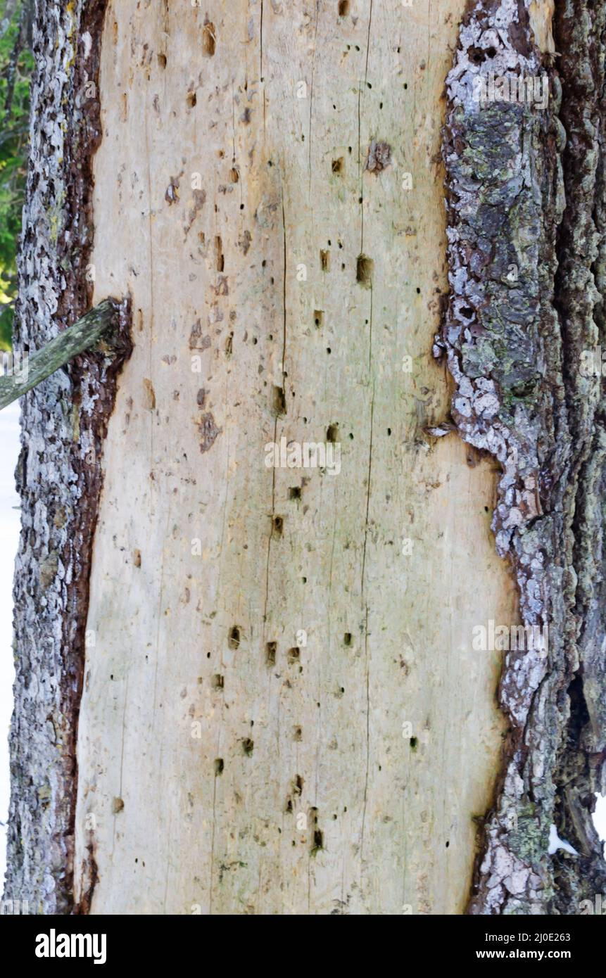 Wood texture, tree without bark Stock Photo - Alamy