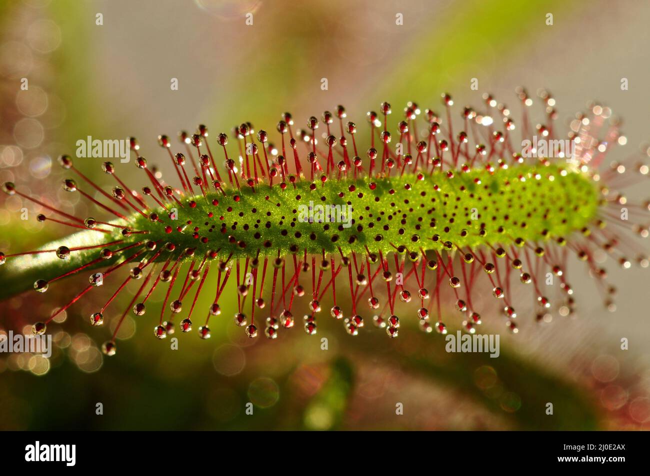 Sundew plant hi-res stock photography and images - Alamy